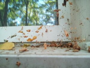 Black Mold on Windows: Safe Removal & Long‑Term Prevention